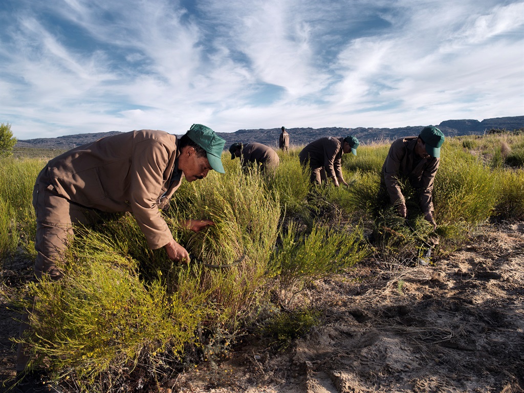 80% van boere gaan dalk werkers aflê | Netwerk24