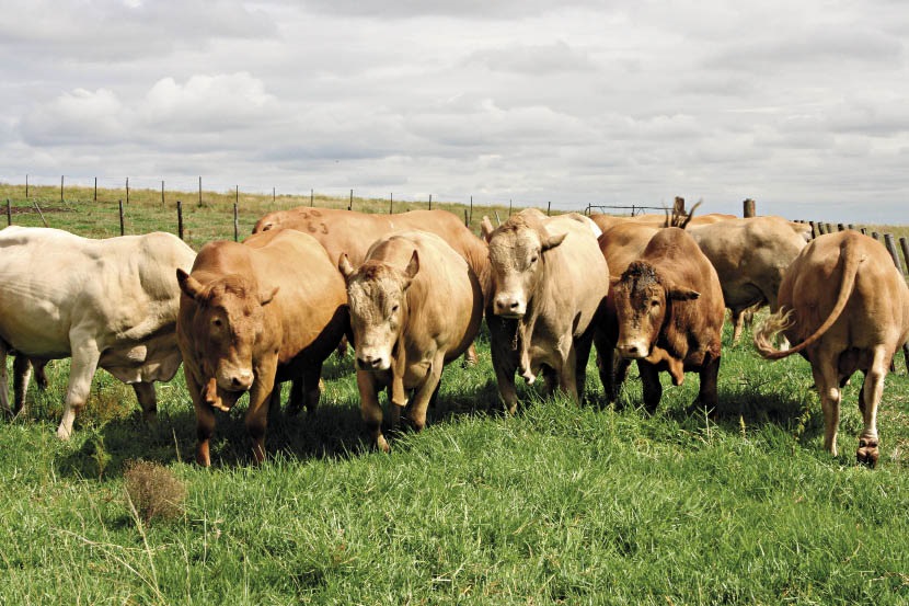 Beesboerdery se goeie storie | Landbou