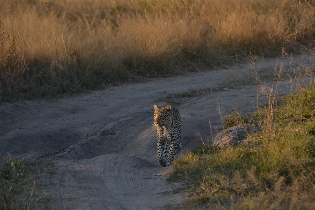 Die luiperd van Moremi
