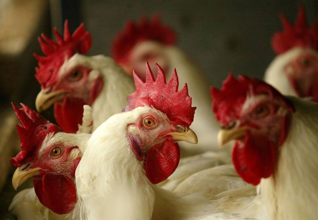 Voëlgriep: Tot die helfte van alle hoenders in SA in gevaar | Netwerk24