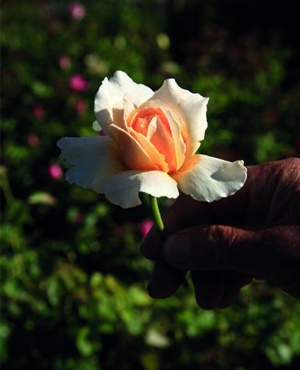 Inside SA’s rose powerhouse | News24