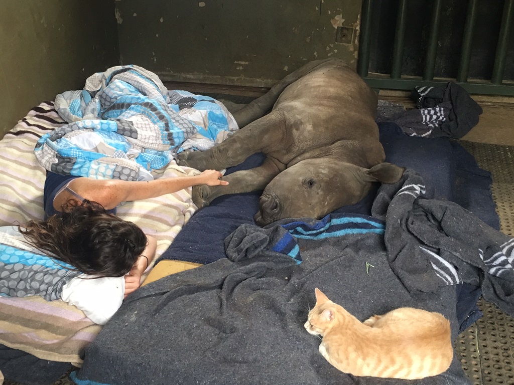 Kyk: Gemmerkat en renostertjie beste maters | Netwerk24