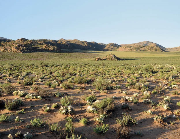Veldbestuur in droë gebiede nou uiters belangrik | Landbou