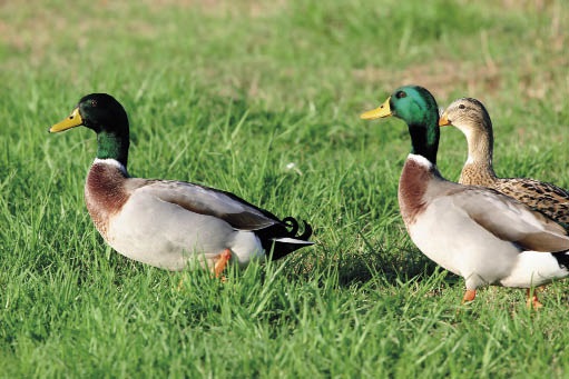 Uitheemse diere: Die Groen gevaar | Landbou