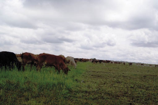 Drukbeweiding is goedkoop en lonend | Landbou