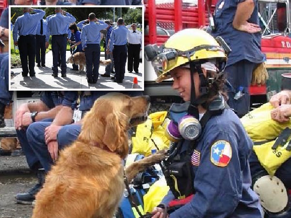 Roerende helde-afskeid vir laaste 9/11-hond | Netwerk24