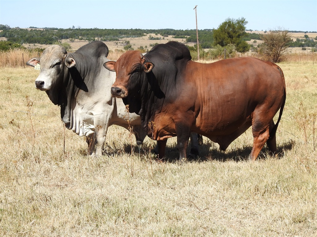 Boran ’n laekostebees van formaat | Landbou