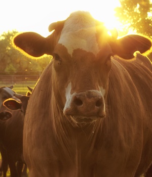 4 ways you can save up for lobola | News24