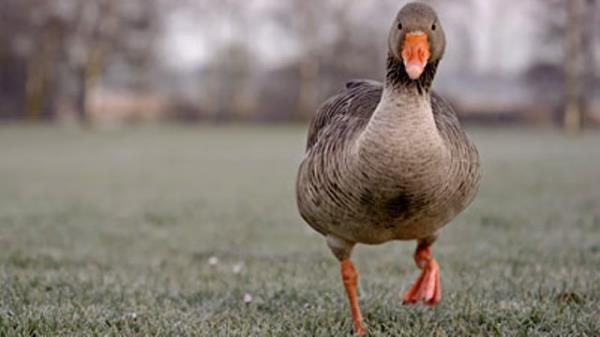 Woman calls emergency number to ask police to rescue a “lost” goose ...