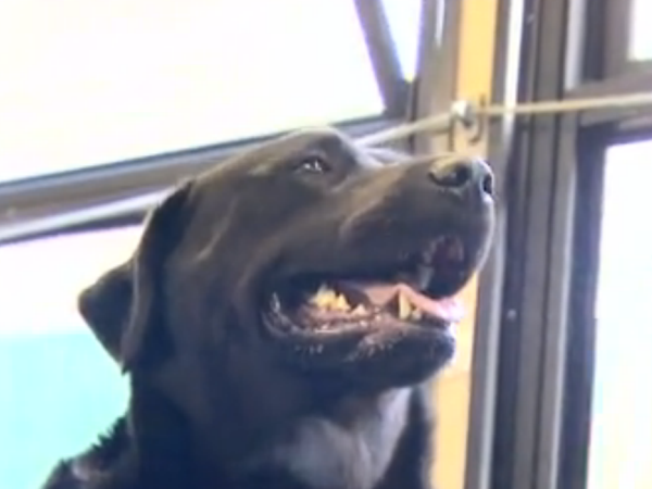 Clever pooch takes solo bus rides to the park | News24