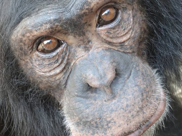 Heartrending moment chimp mother lovingly cleans her dead son's body in ...