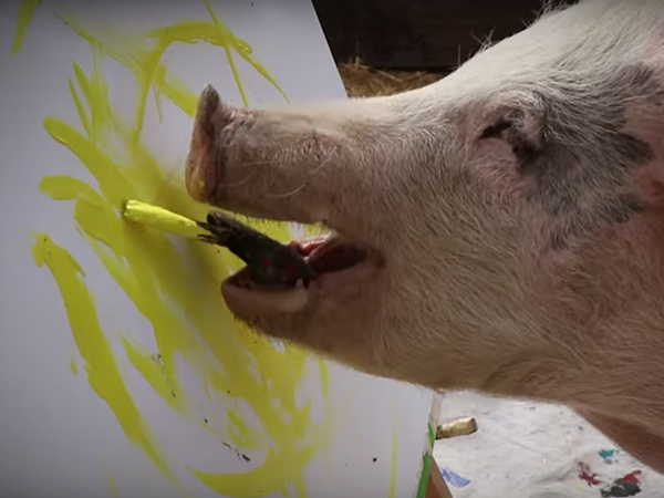 Meet Pigcasso the painting pig – whose artworks are worth thousands! | You