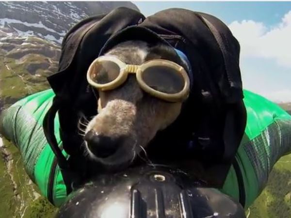 Now even dogs can fly! | You