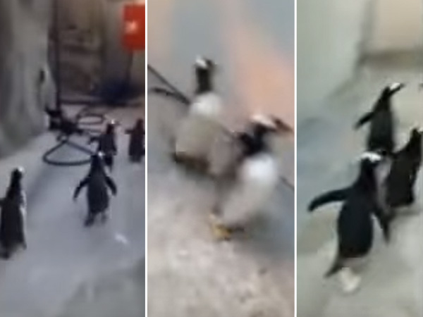 Sneaky penguins successfully escape from zoo enclosure – but something ...