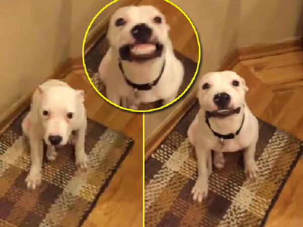This dog knows how to 'smile' for the camera and it's adorable | News24