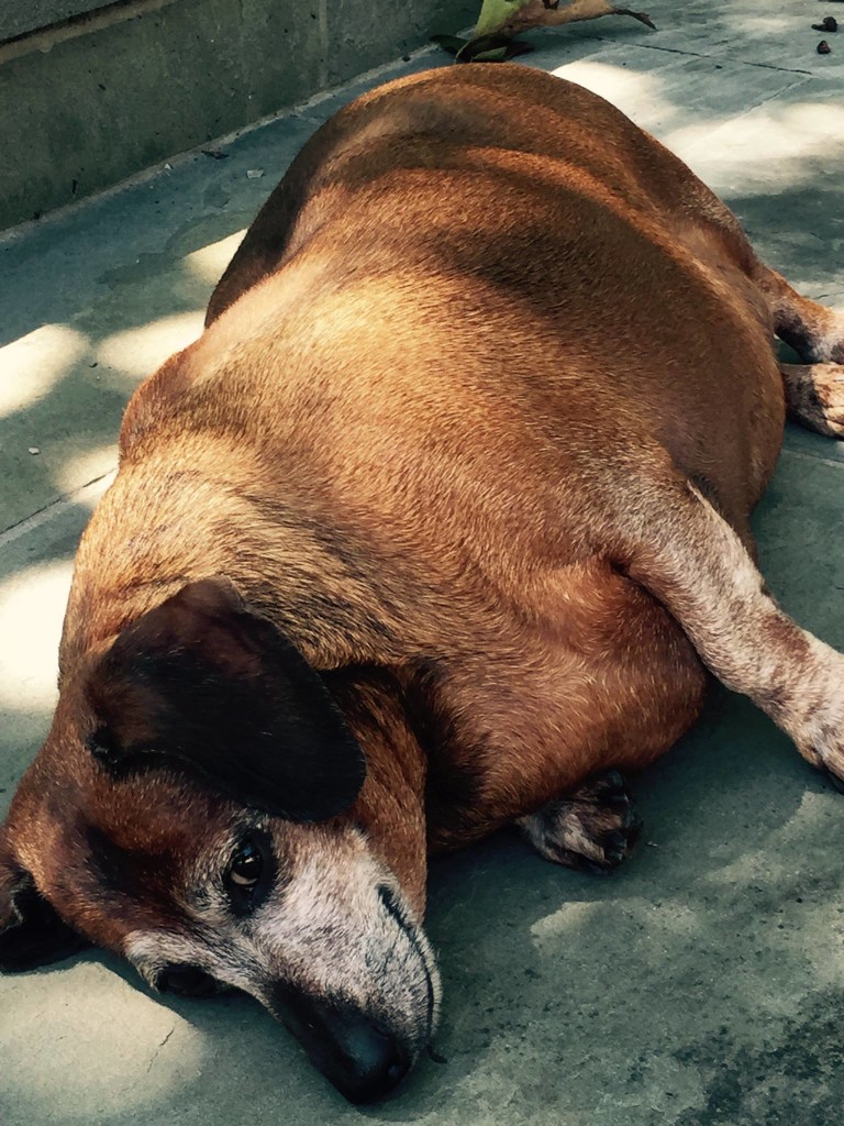 From morbidly obese to Skinny Vinnie: see Vincent the dachshund's ...