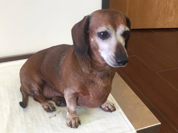 From morbidly obese to Skinny Vinnie: see Vincent the dachshund's ...