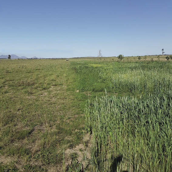Varke voltooi die prentjie | Landbou