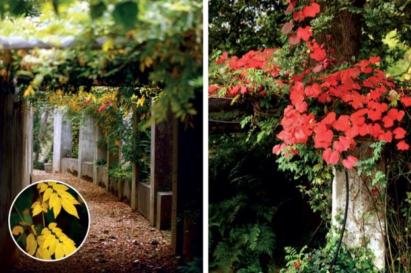 Klimplante vir die herfs | Tuis