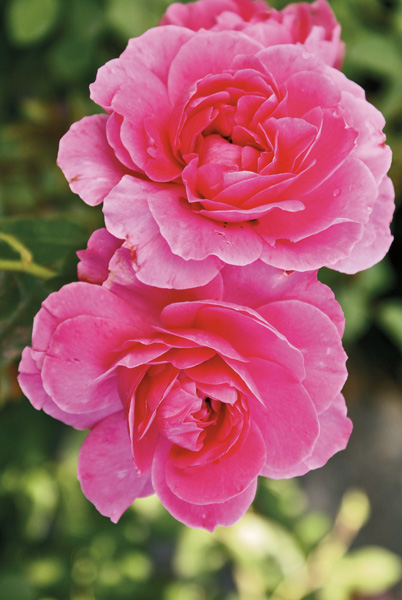 'n Lewe met rose | Netwerk24