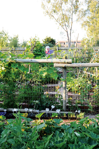 Tanya se top- organiese insekdoders | Netwerk24