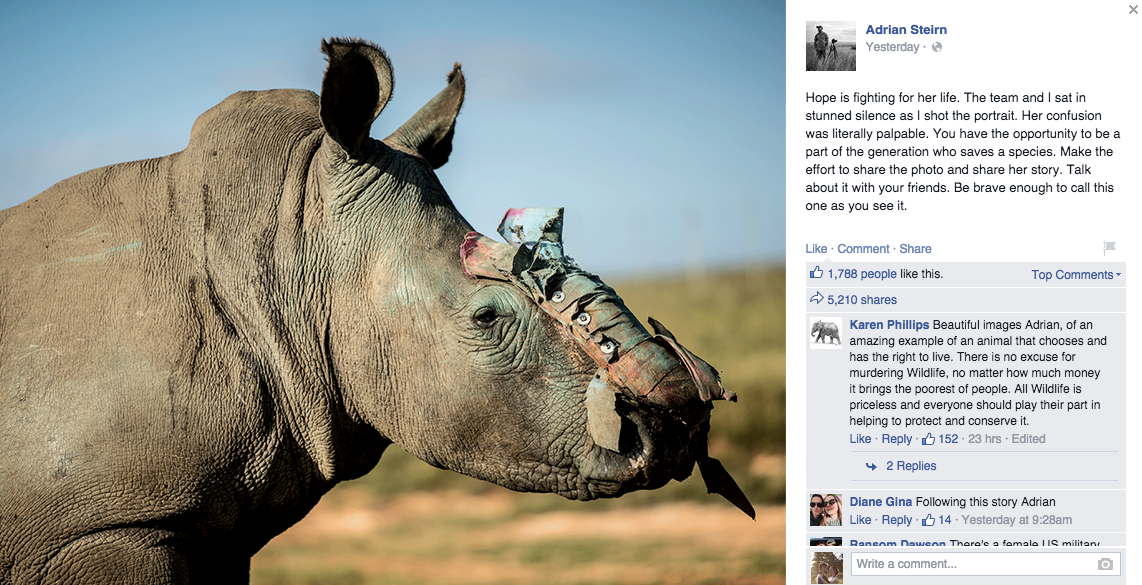 Renoster Hope ’n simbool van hoop ná stroper-aanval | Netwerk24
