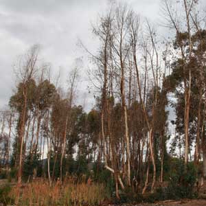 Nuwe regulasie vir indringerplante bekyk | Landbou