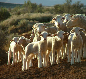 Verpligte gemeenskapsdiens vir veeartse | Landbou