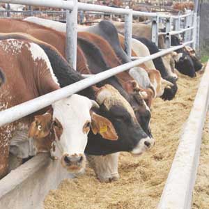Droogte: Meer speenkalwers na voerkrale? | Landbou