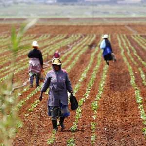 EFF blameer boere vir sterftes oor honger | Landbou