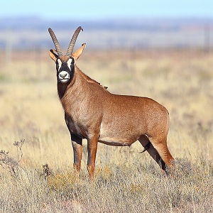 Bastergemsbok verkoop vir rekordprys | Landbou