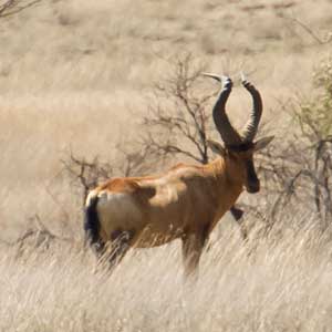 Wêreldrekord vir rooihartbeesbul | Landbou