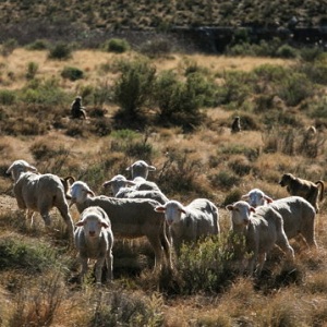 Droogte vererger probleem met bobbejane | Landbou