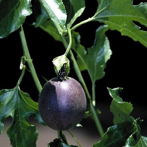 Handel in indringerplante blom aanlyn | Landbou