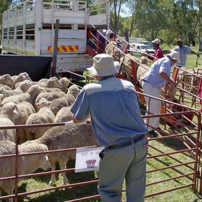 SA boere onder skoot: Wat om te doen | Landbou