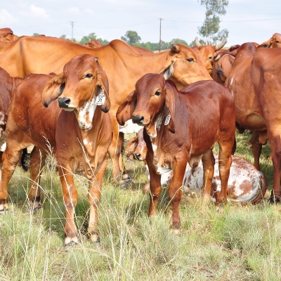 Veeboere se moeilikheid nog groot | Landbou