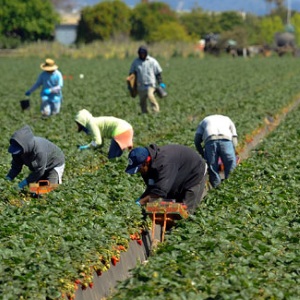 Verslag oor plaaswerkers kap Regering | Landbou