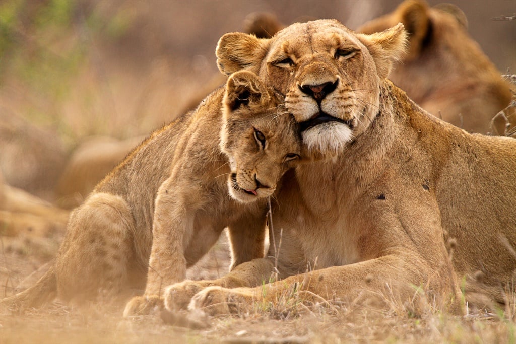 Leeus onder druk in die natuur | Netwerk24