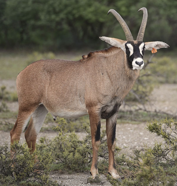 Kimberley, Wild, R4,4 miljoen | Landbou