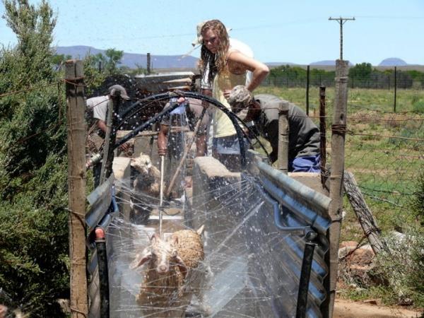 Boere meisie help was angoras | Landbou
