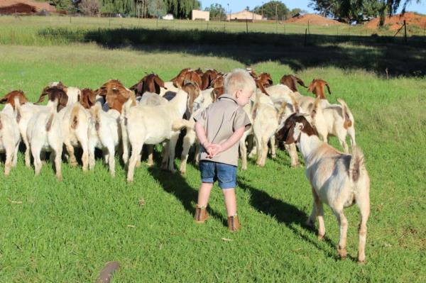 Bokkie boertjie van formaat! | Landbou