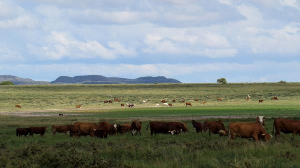 Beeste net na reen | Landbou