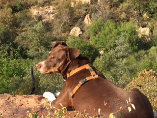 Bismark. Groot naam vir n "groot" hond | Landbou