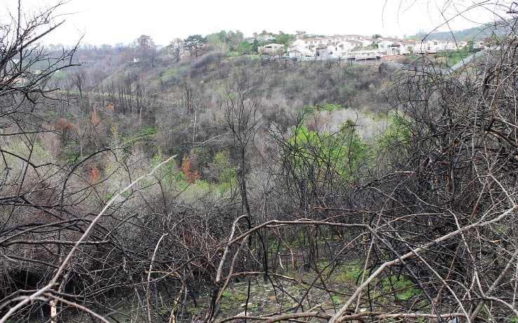 Uitheemse indringerplante lont vir veldbrande | Landbou