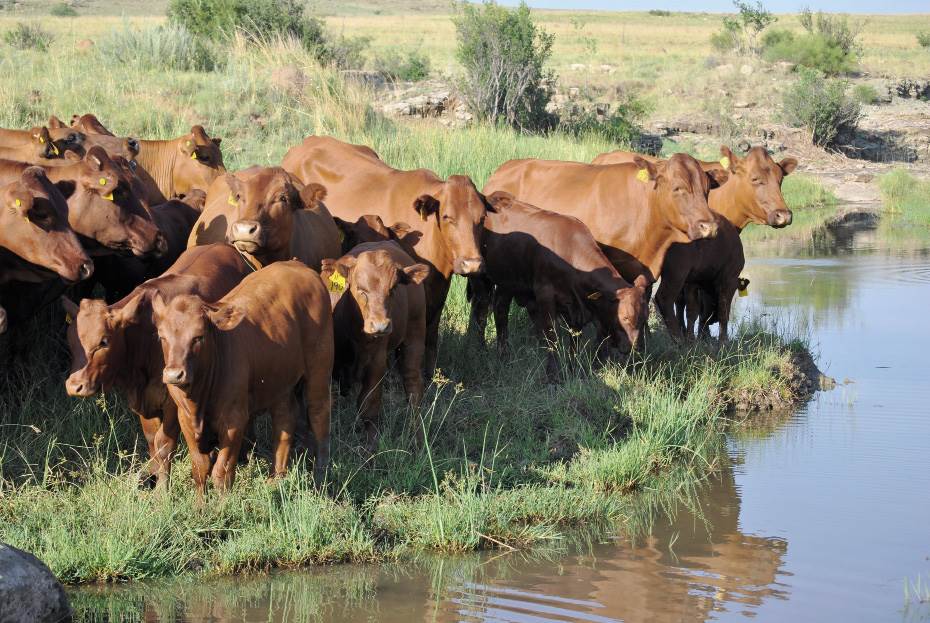 Nie-selektiewe weiding: Waar begin jy? | Landbou
