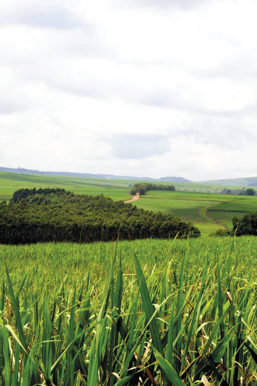 Werkskeppingsfonds gee opkomende boere ’n hupstoot | Landbou