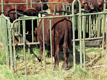 Raad oor kruipvoeding vir kalwers | Landbou