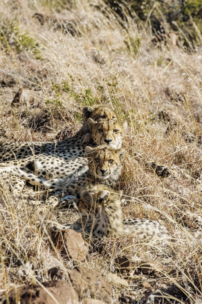 Soek jagluiperds in die Bergkwagga-park