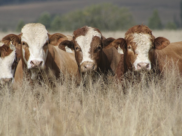 ANC-LP vir veediefstal gearresteer | Landbou