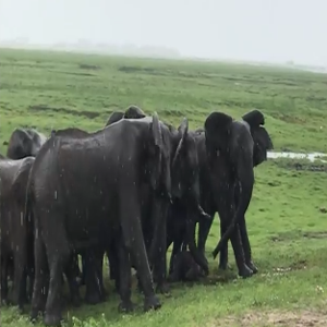 WATCH: Magical Chobe moment as elephant gives birth to new calf | News24